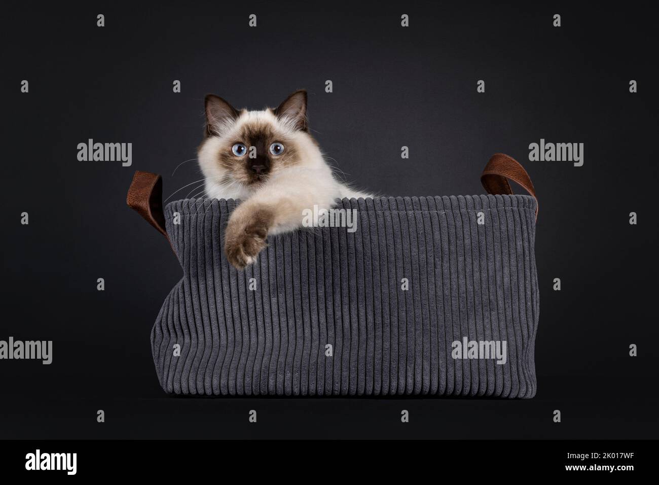 Seal point Ragdoll cat sitting in grey basket with one paw over edge ...