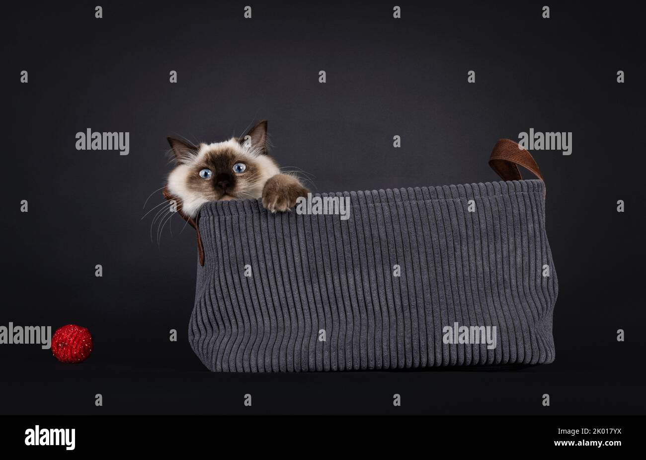 Seal point Ragdoll cat sitting in grey basket with one paw over edge ...