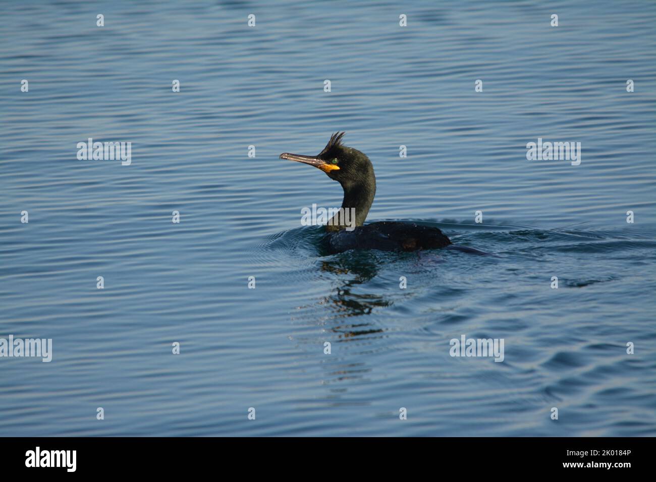 Marangone dal ciuffo, uccello marino Stock Photo - Alamy