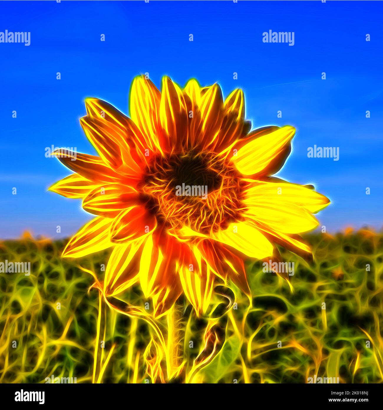 Lone Sunflower with flame effect giving it a more vibrant look Stock ...
