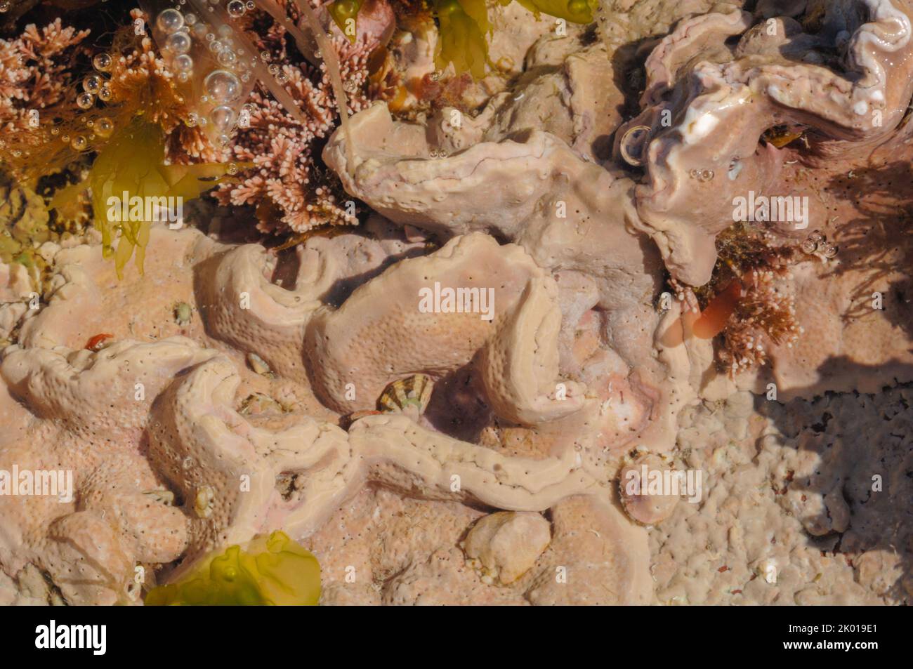 Lithophyllum hi-res stock photography and images - Alamy