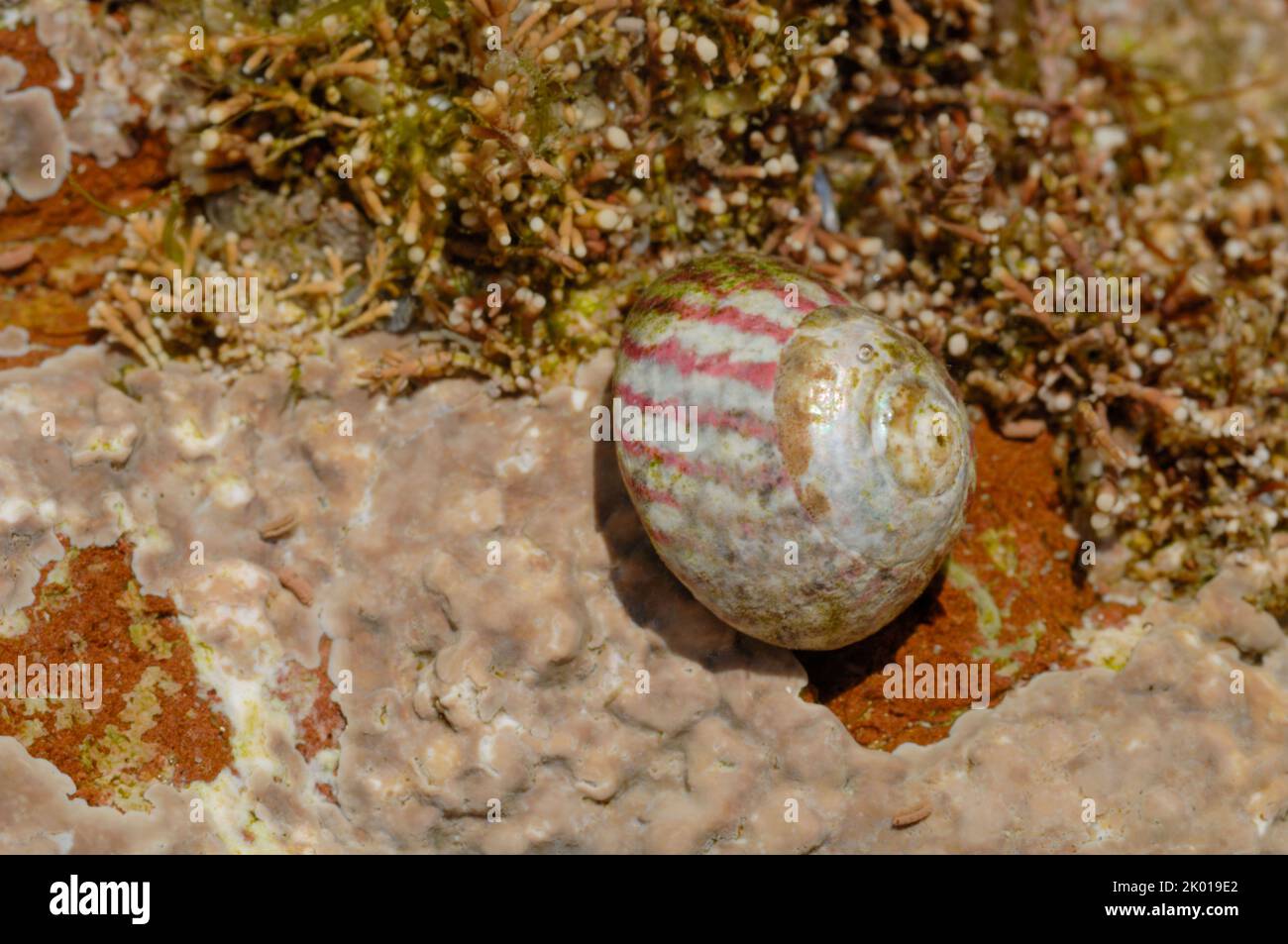 Umbilicalis hi-res stock photography and images - Alamy