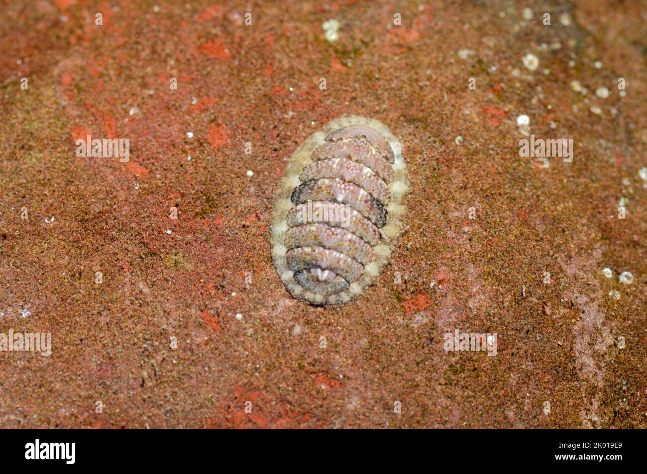 Chiton (Leptochiton asellus), St. Brides Haven, Pembrokeshire, Wales ...