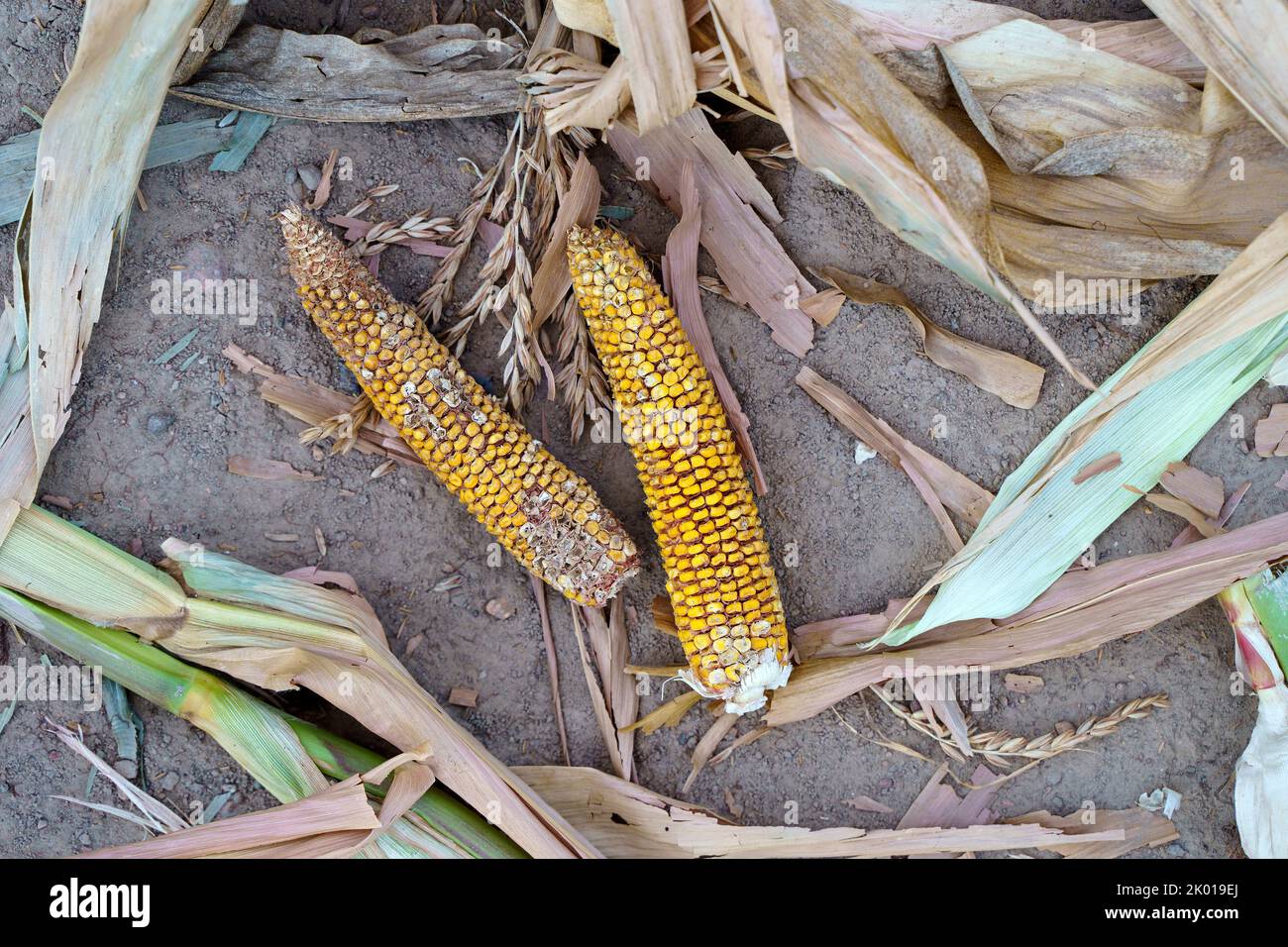 World food crisis concept. Corn crop failure in a farmer's field in ...