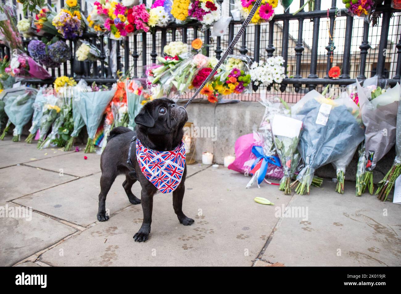 A pug after the passing of Her Majesty The Queen at Buckingham Palace ...
