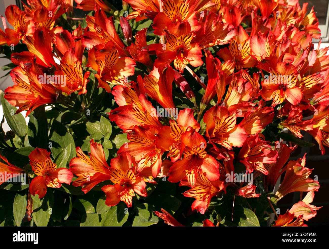 Alstroemeria Inticancha Bryce. Peruvian Lily, Lily of the Incas Stock ...