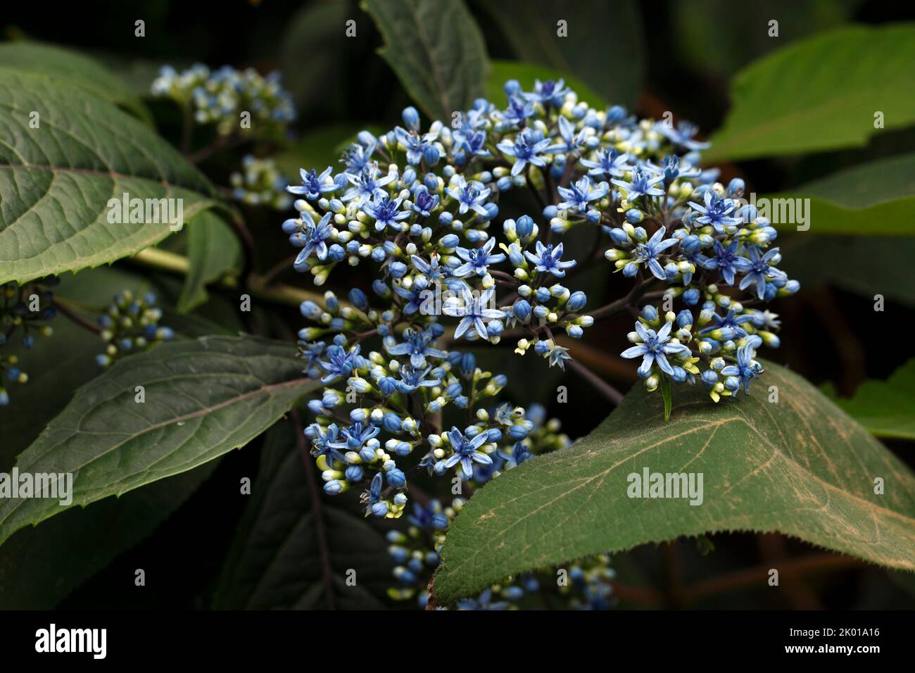 Evergreen hydrangea hi-res stock photography and images - Alamy