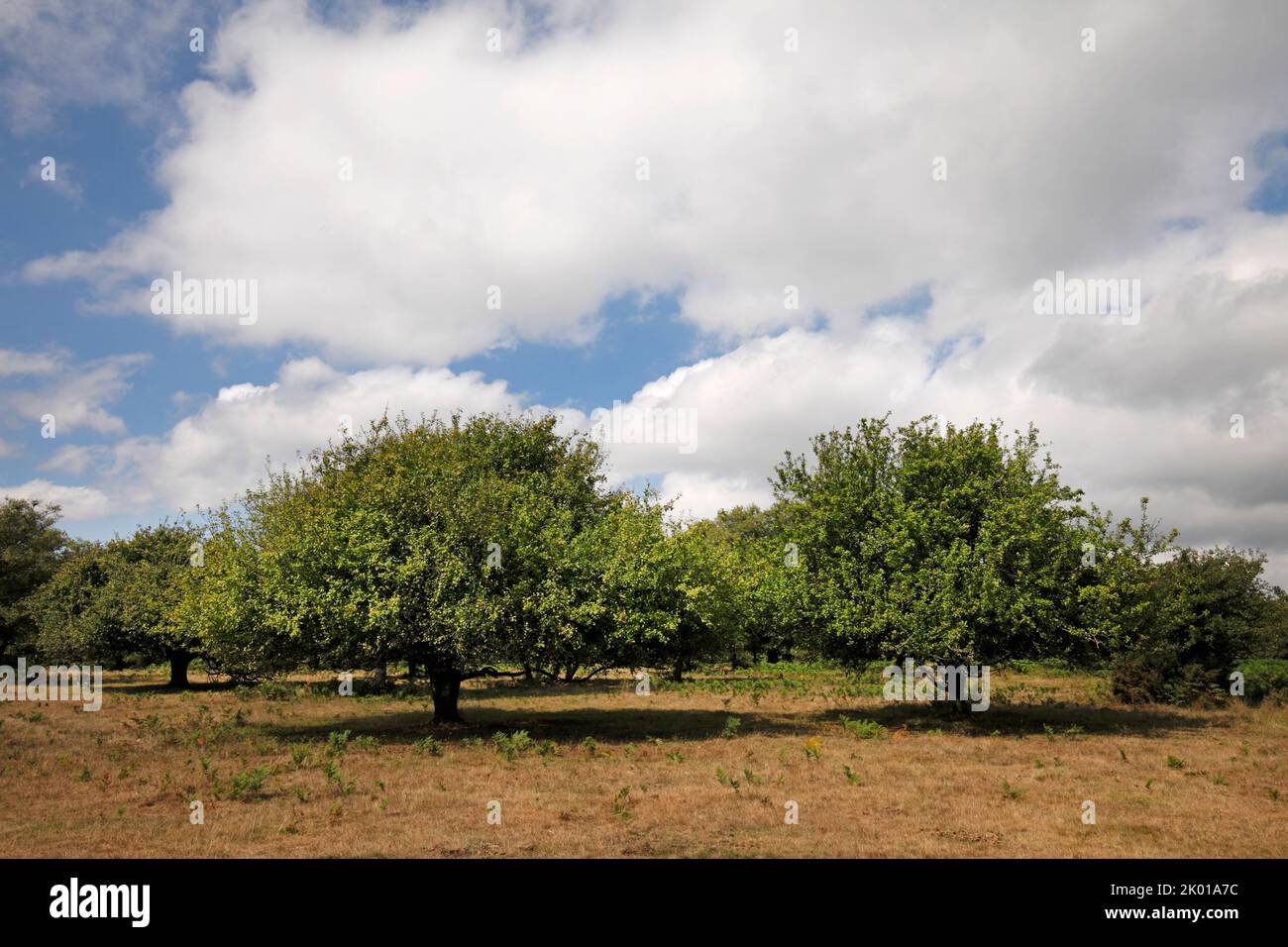 Common land grazed upwards by animals or livestock, as shown by the ...