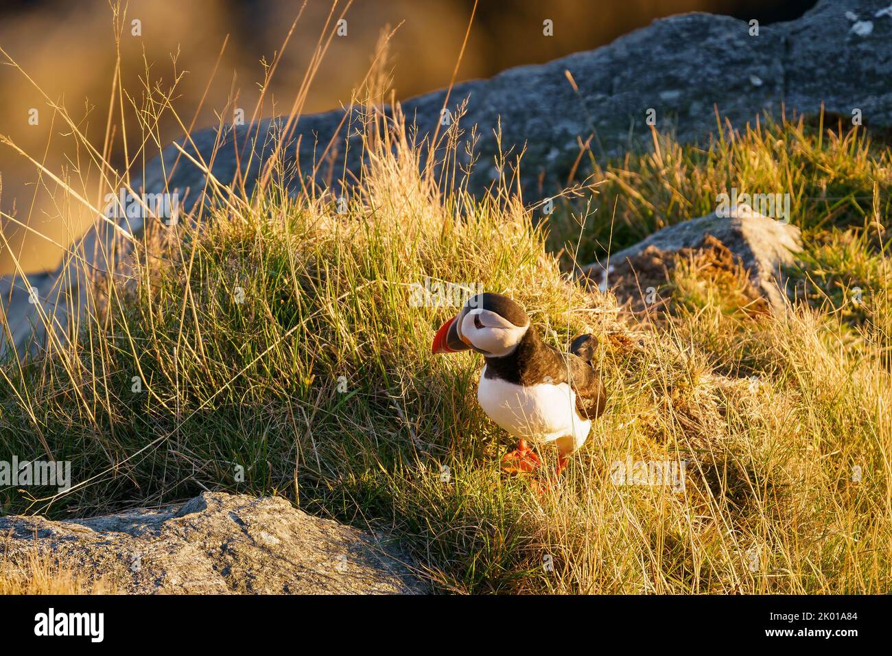 Atlantic Puffin standing in the grass Stock Photo - Alamy