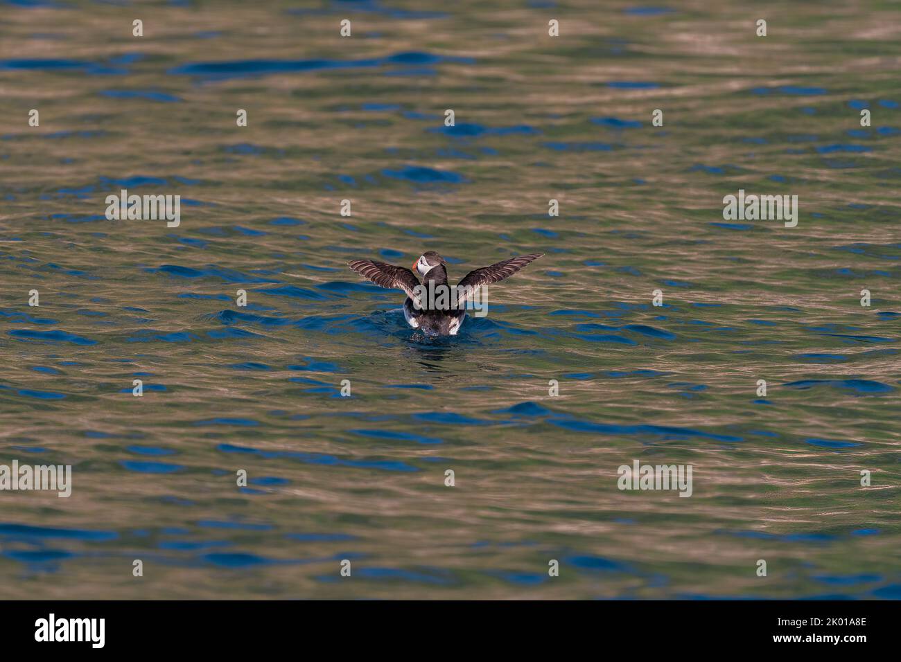 Puffin on open water at Runde Stock Photo - Alamy