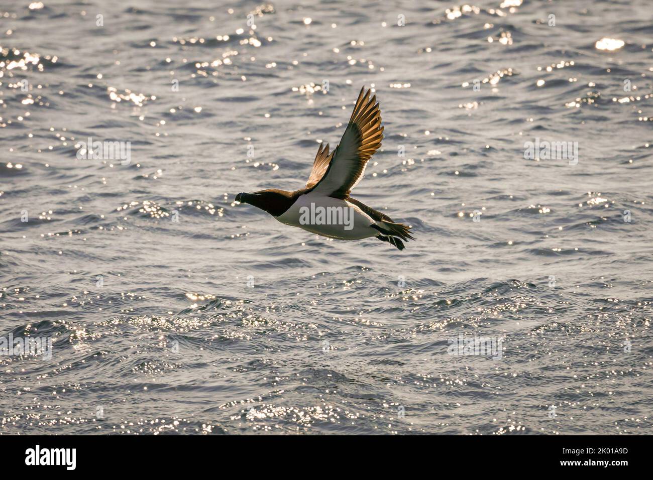 Razorbill swimming hi-res stock photography and images - Alamy
