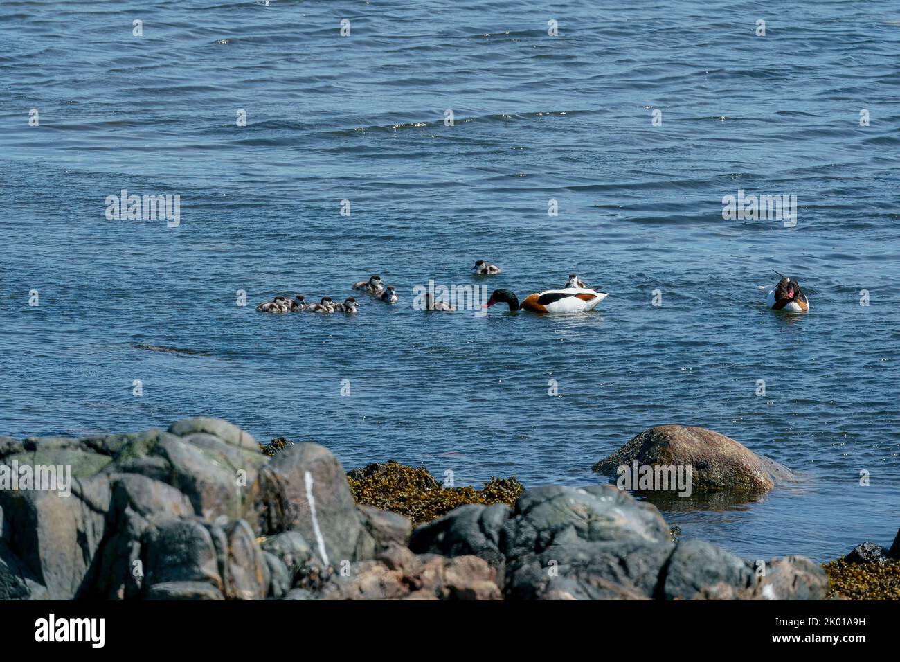 Shelduck with chicks hi-res stock photography and images - Alamy