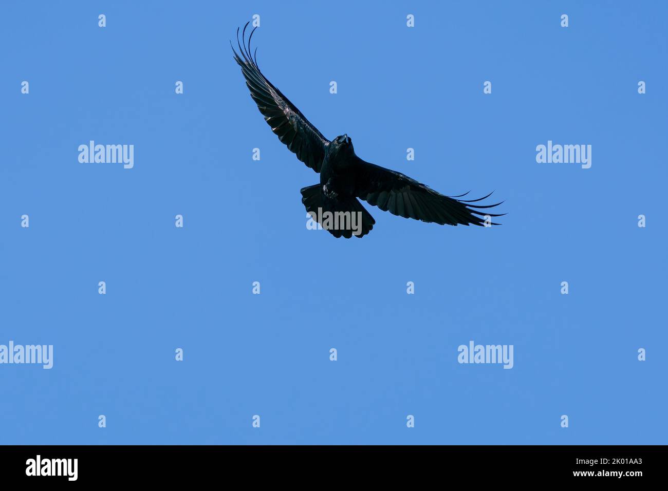 Common raven in full flight hi-res stock photography and images - Alamy