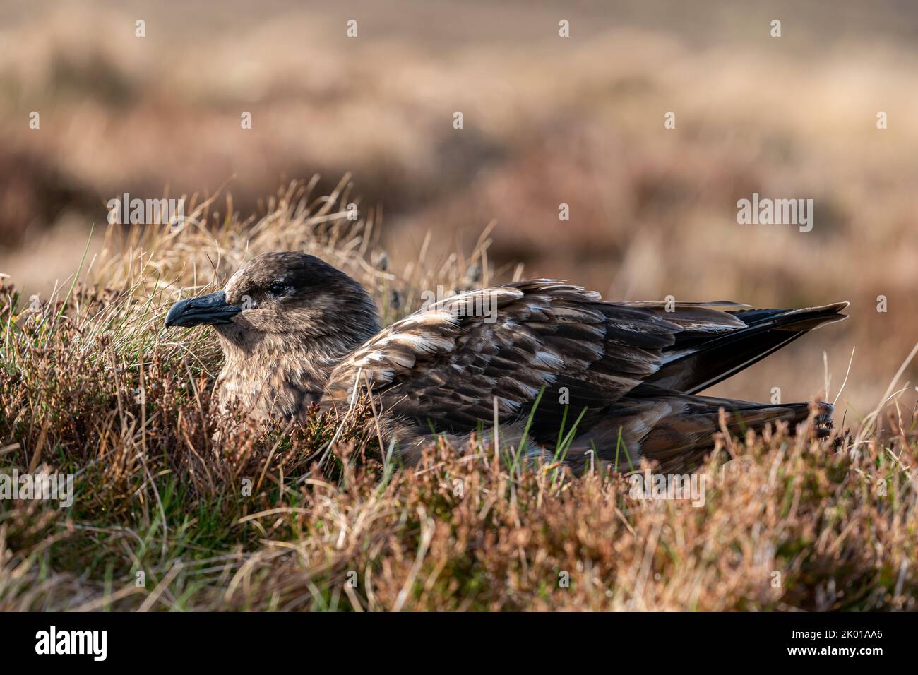Portrait great skua hi-res stock photography and images - Alamy
