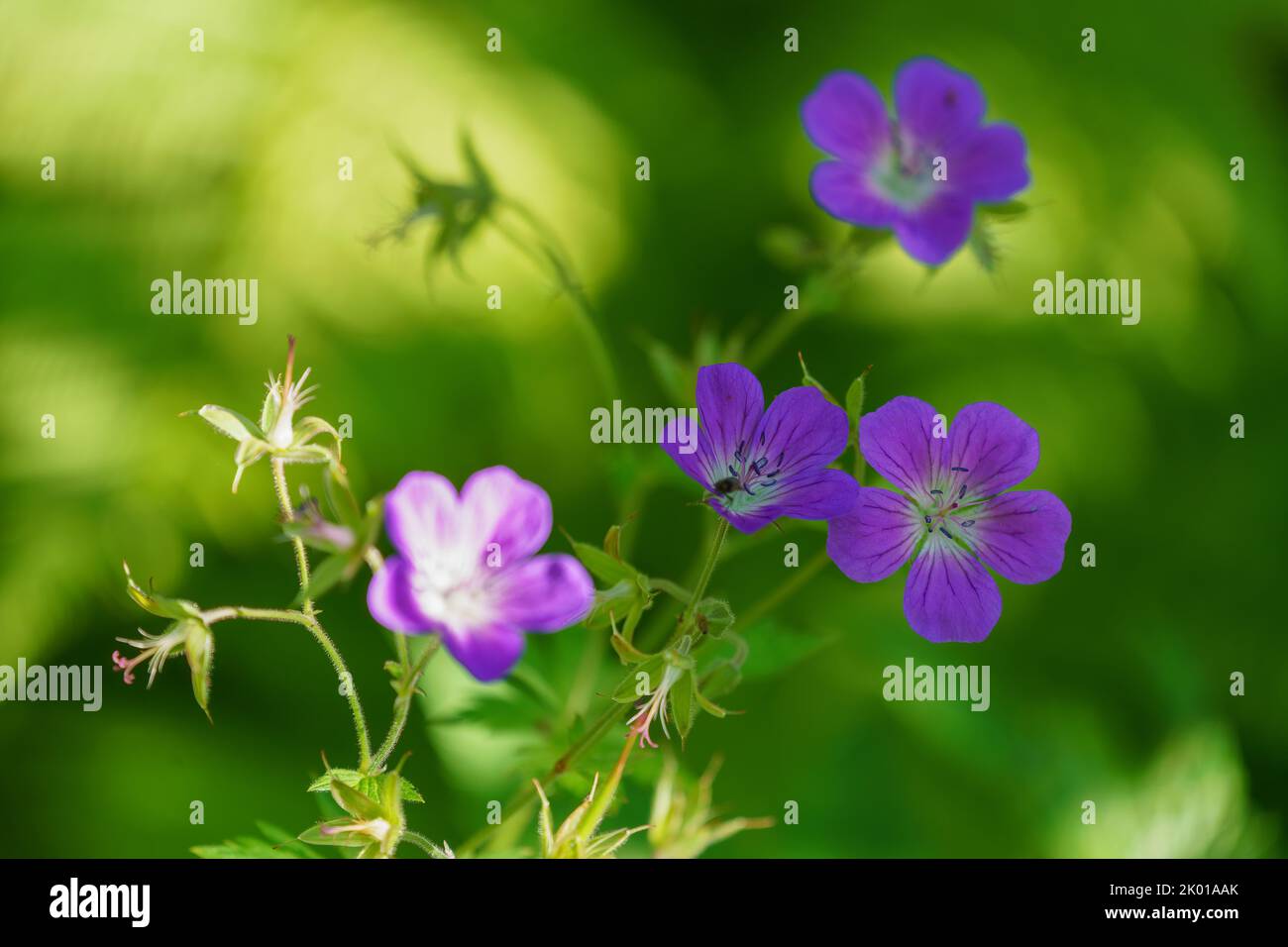 March cranesbill, Geranium palustre, flower with green background Stock ...
