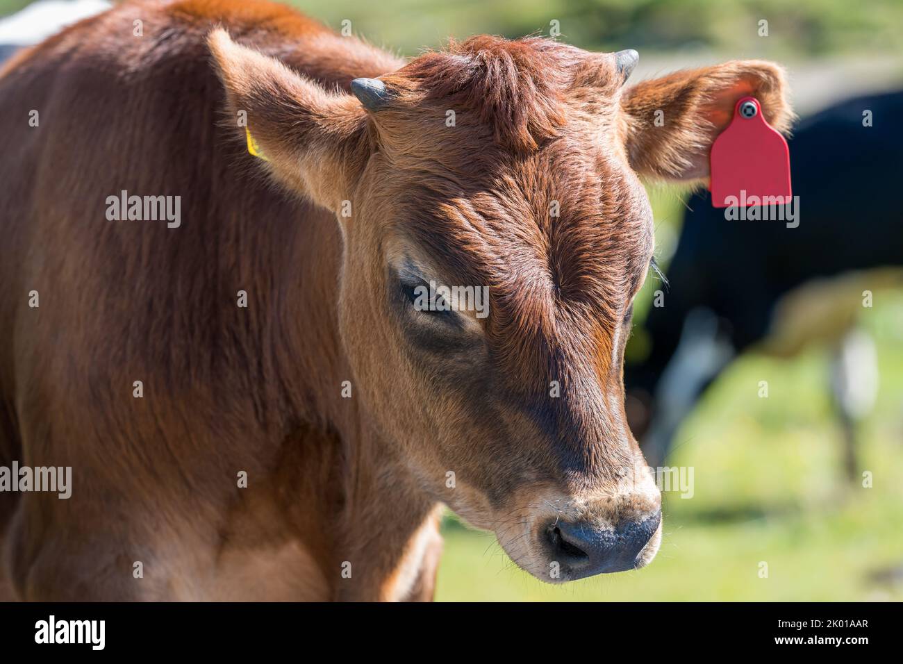 Norway farm dairy cow hi-res stock photography and images - Alamy