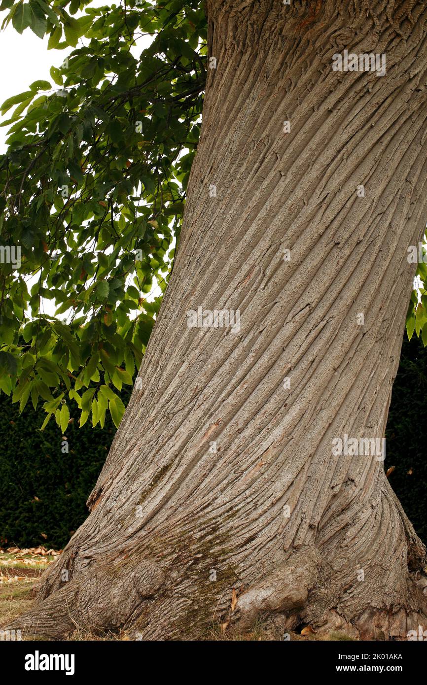Twisted bark on an ancient massive Sweet Chestnut tree. Castanea sativa ...