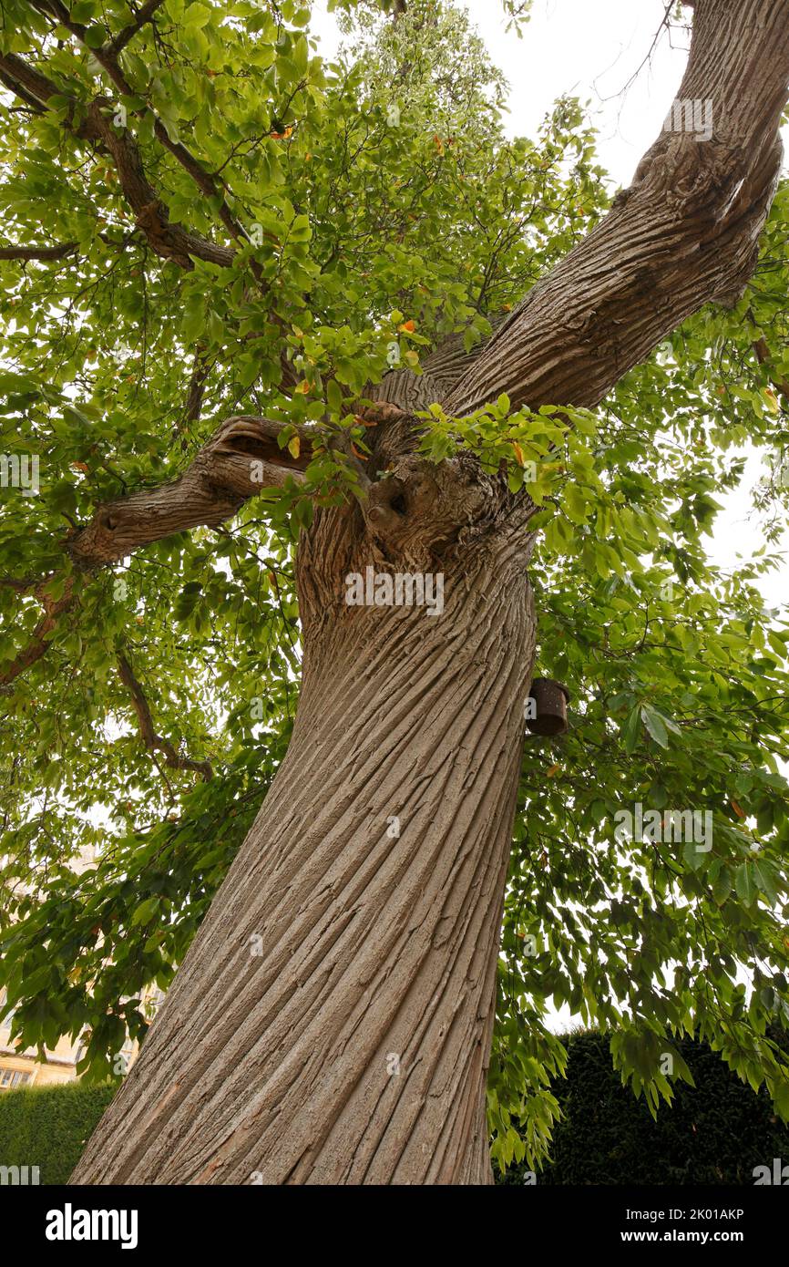 Twisted bark on an ancient massive Sweet Chestnut tree. Castanea sativa ...