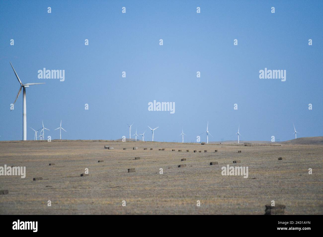 Abag, China's Inner Mongolia Autonomous Region. 8th Sep, 2022. Bundles ...
