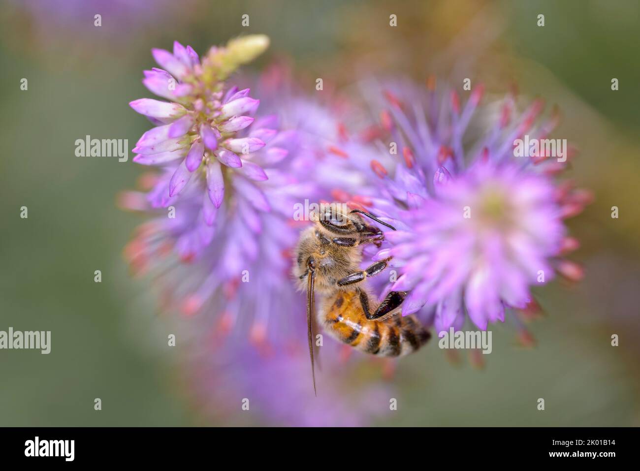 Bee - Apis mellifera - pollinates a blossom of the Culver's root ...