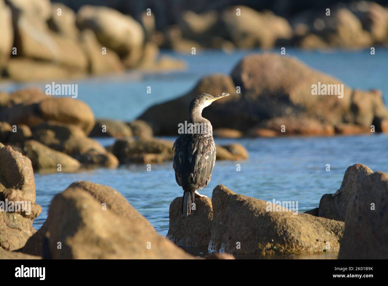 Marangone dal ciuffo, uccello marino Stock Photo - Alamy