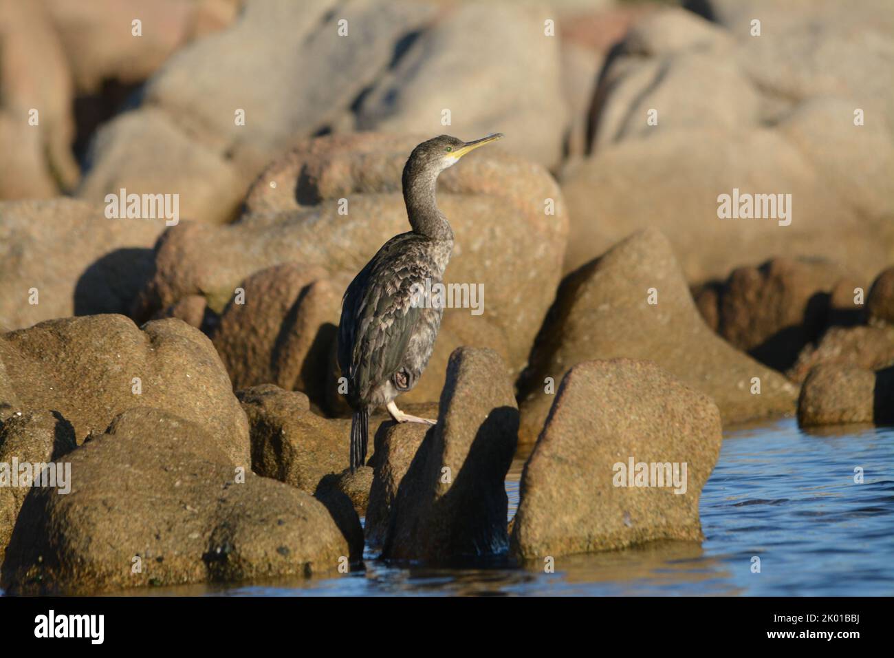 Uccello nero hi-res stock photography and images - Alamy
