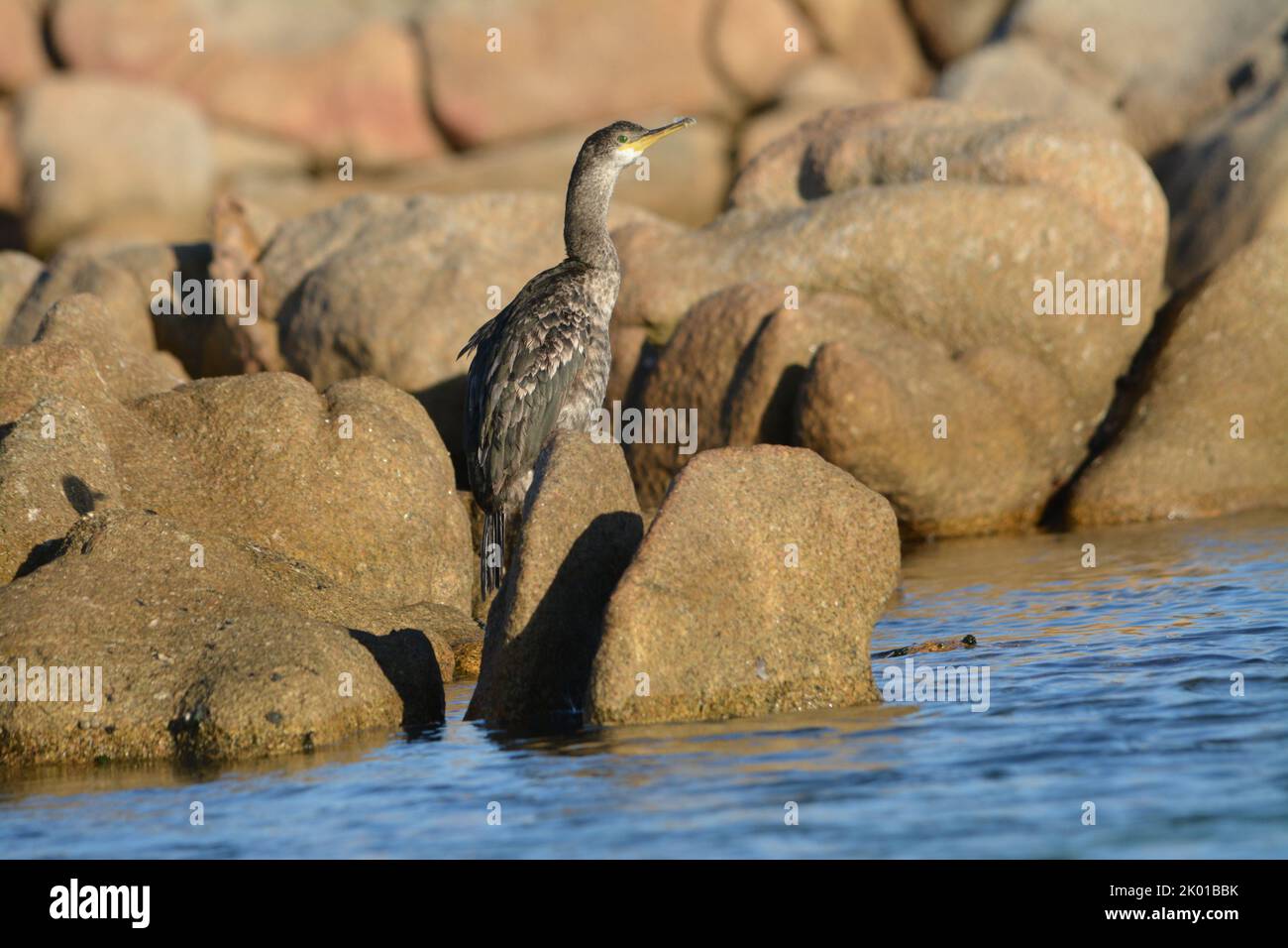 Uccello nero hi-res stock photography and images - Alamy