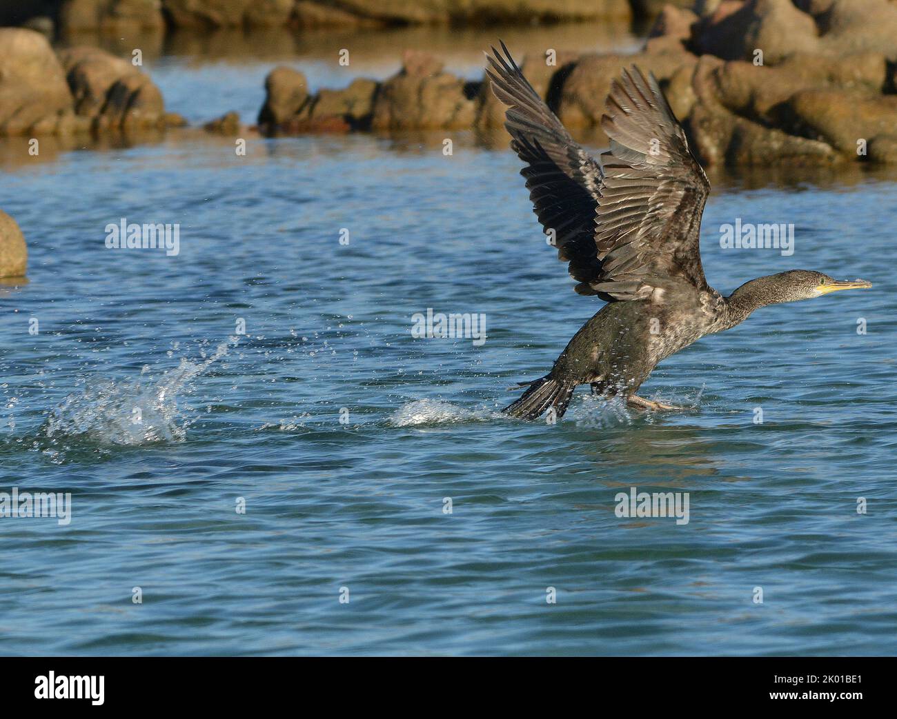 Uccello nero hi-res stock photography and images - Alamy