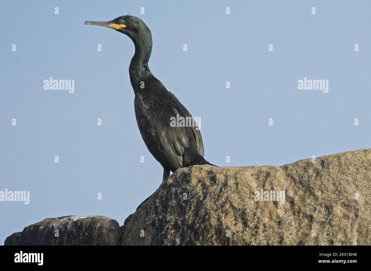 Uccello nero hi-res stock photography and images - Alamy