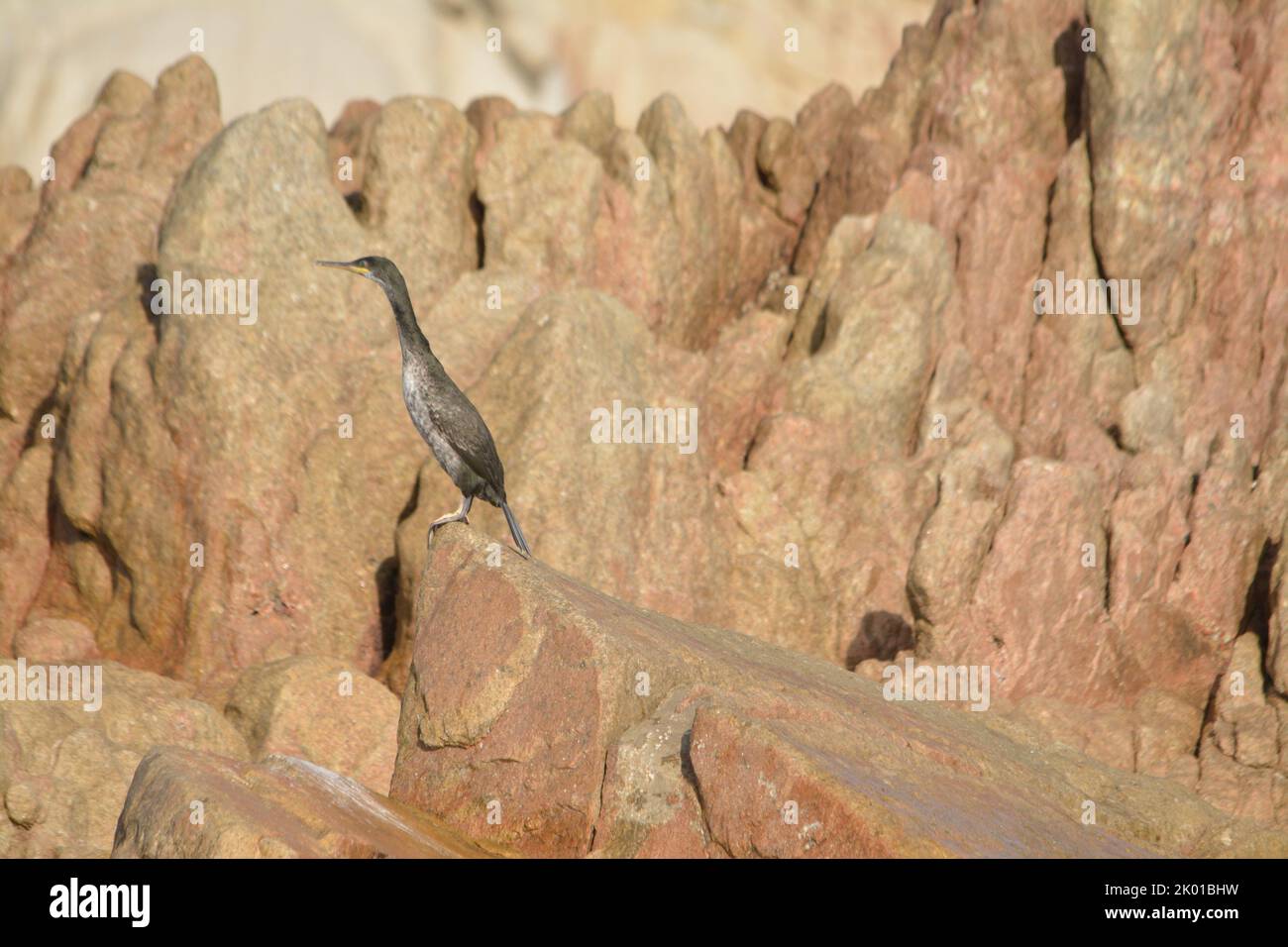 Uccello nero hi-res stock photography and images - Alamy