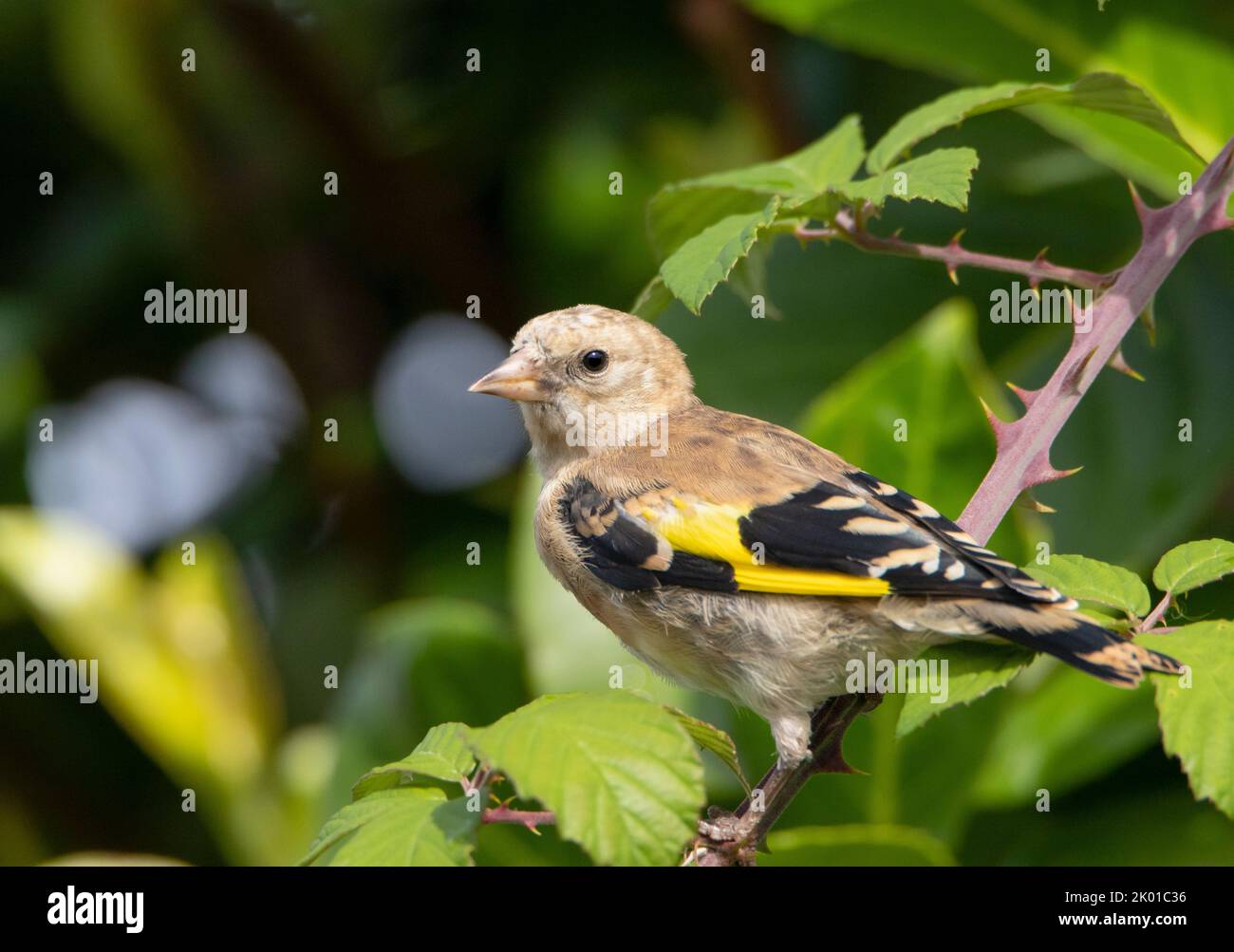 Juvenile Gold Finch, perched in a UK Garden, Bedfordshire Stock Photo ...