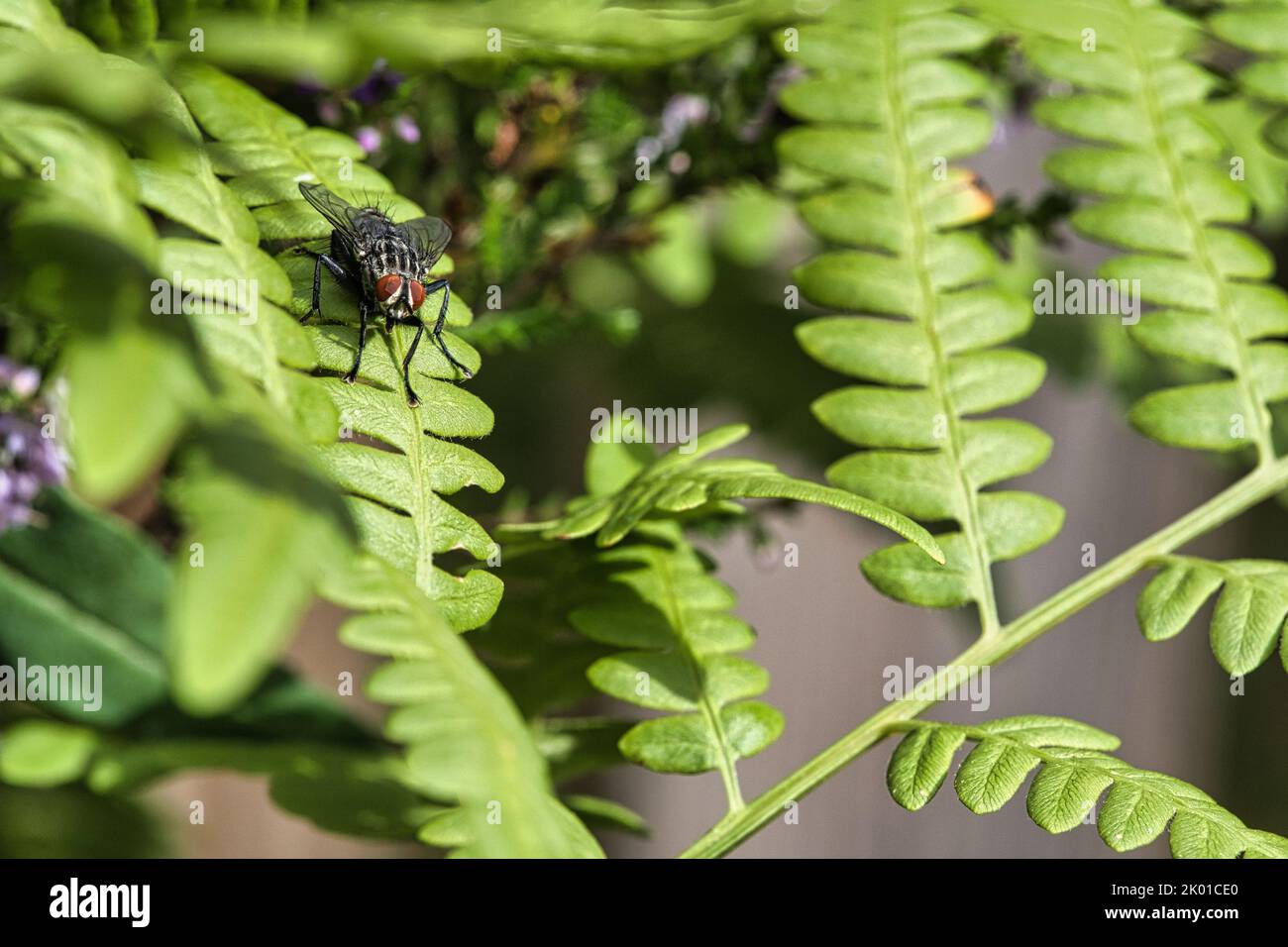 Flesh fly on a green leaf with light and shadow. Hairy legs in black ...