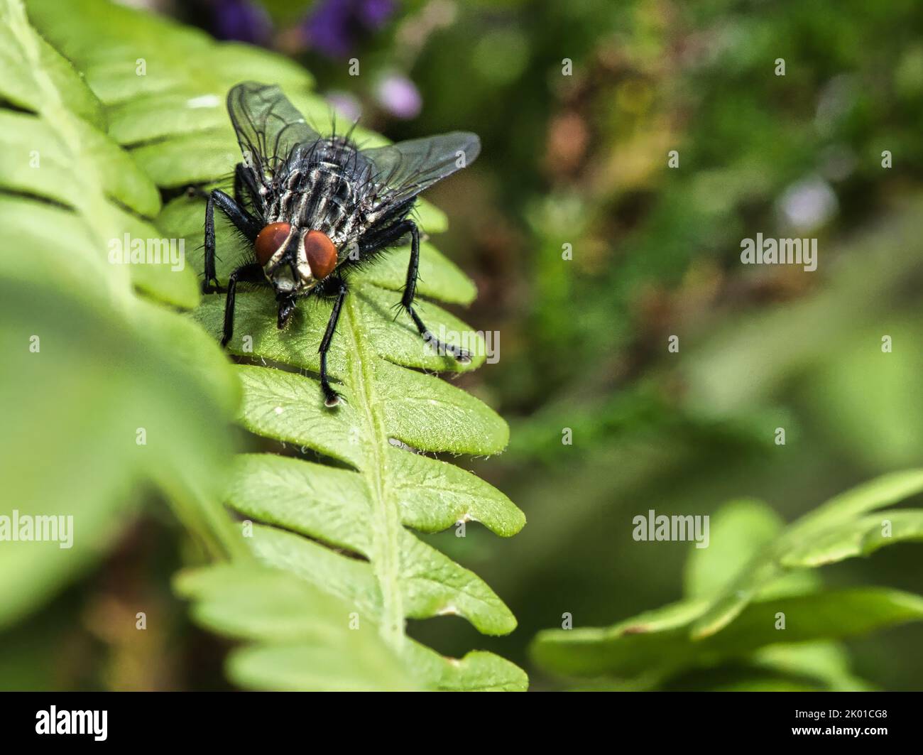 Flesh fly on a green leaf with light and shadow. Hairy legs in black ...