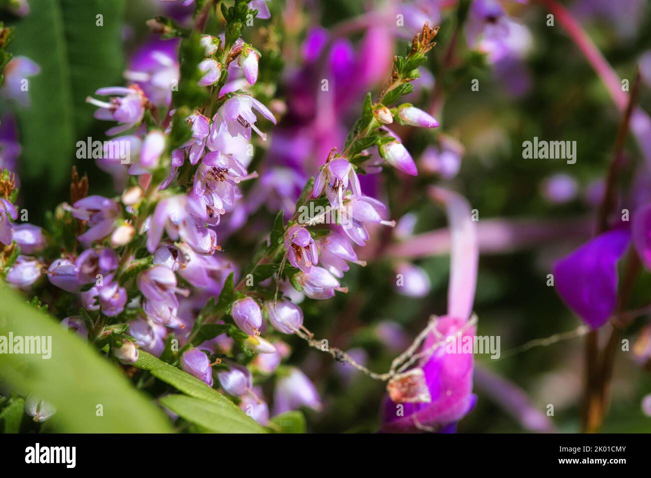 Heather. Branches with fine filigree purple flowers. Dreamy in the ...