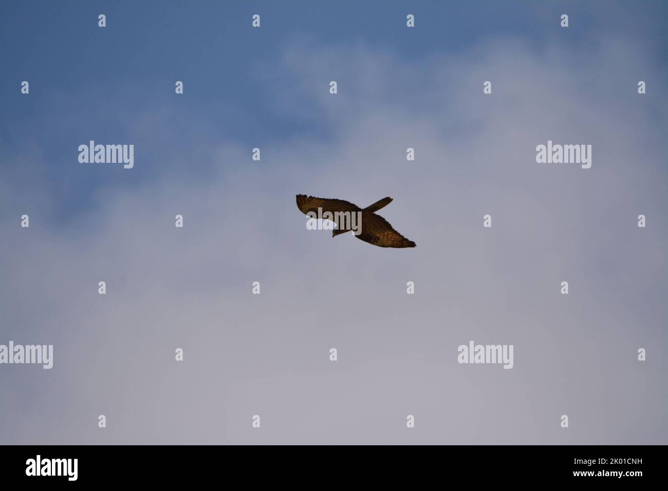 Rapace falco hi-res stock photography and images - Alamy