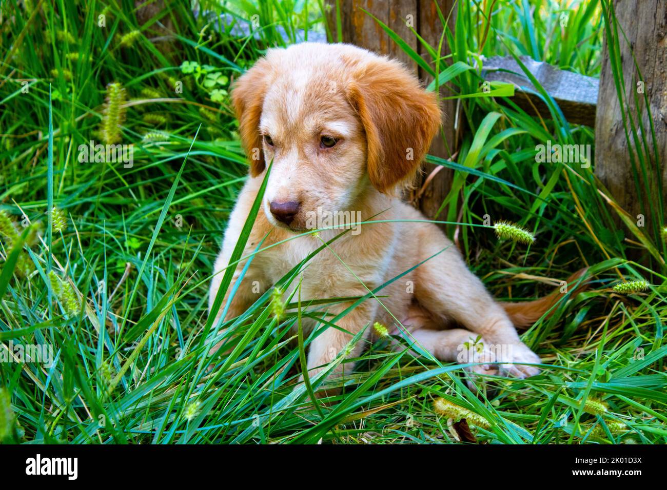 Dog on grass white background hi-res stock photography and images - Alamy