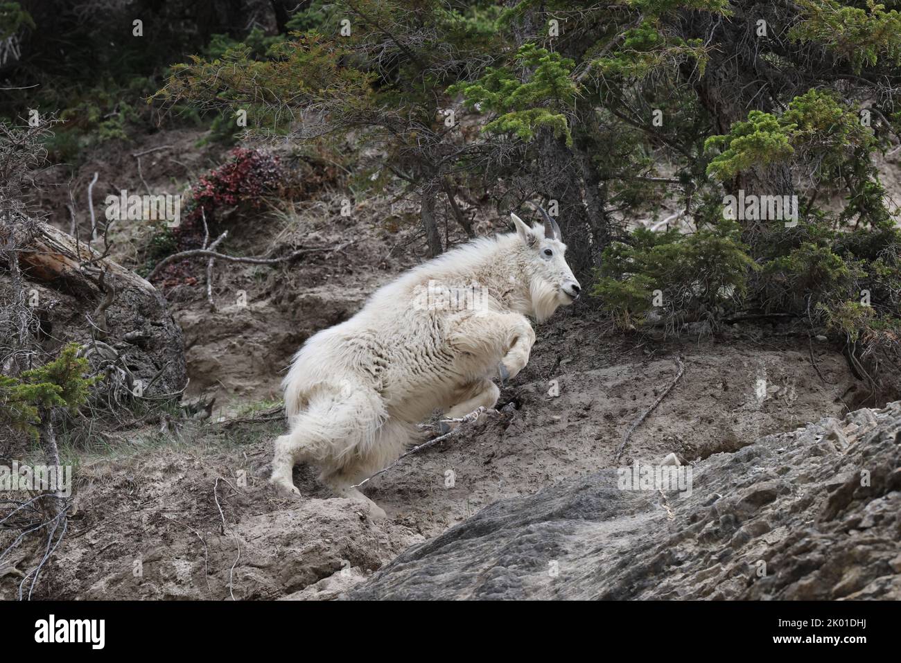 Mountain Goat Oreamnos Americanus Kanada Stock Photo - Alamy