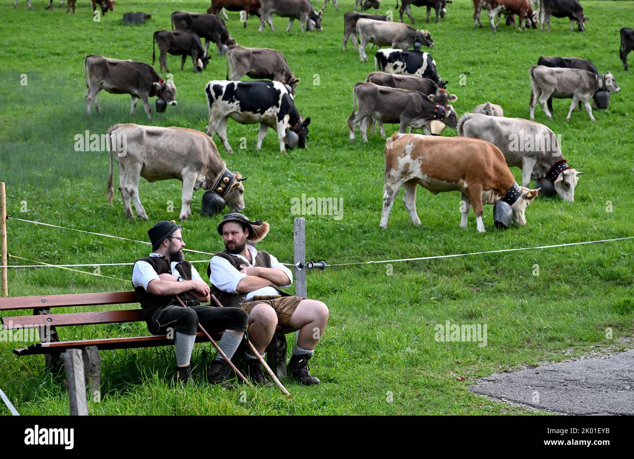 Cows sit down hi-res stock photography and images - Alamy