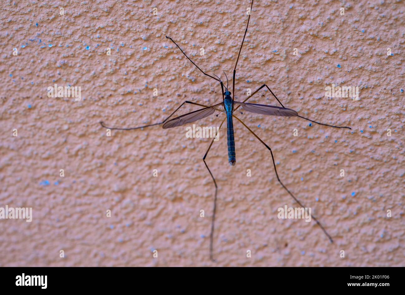 big mosquito on a wall Stock Photo - Alamy