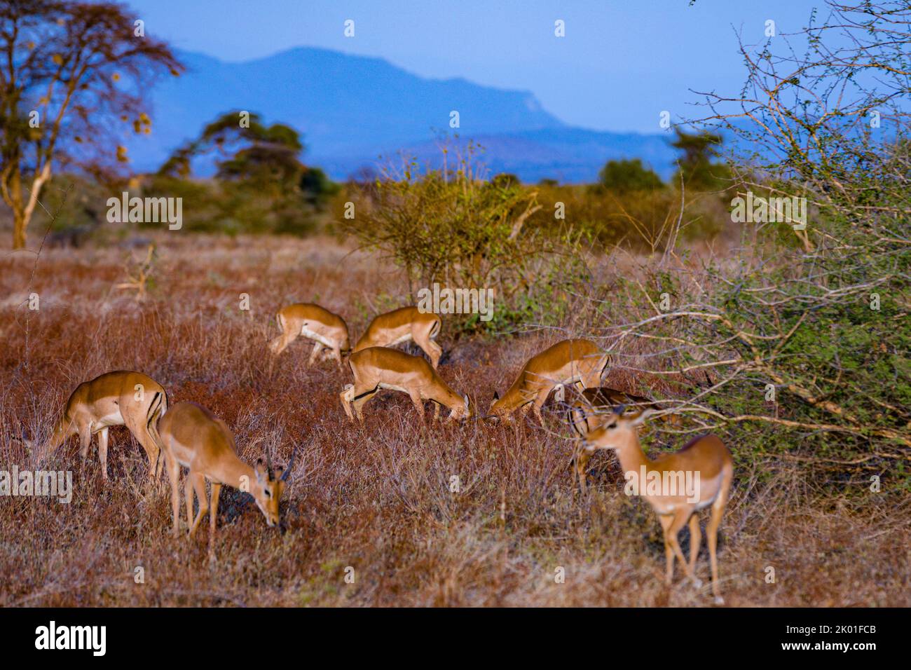 Meru National Park is a Kenyan national park located east of Meru, 350 ...