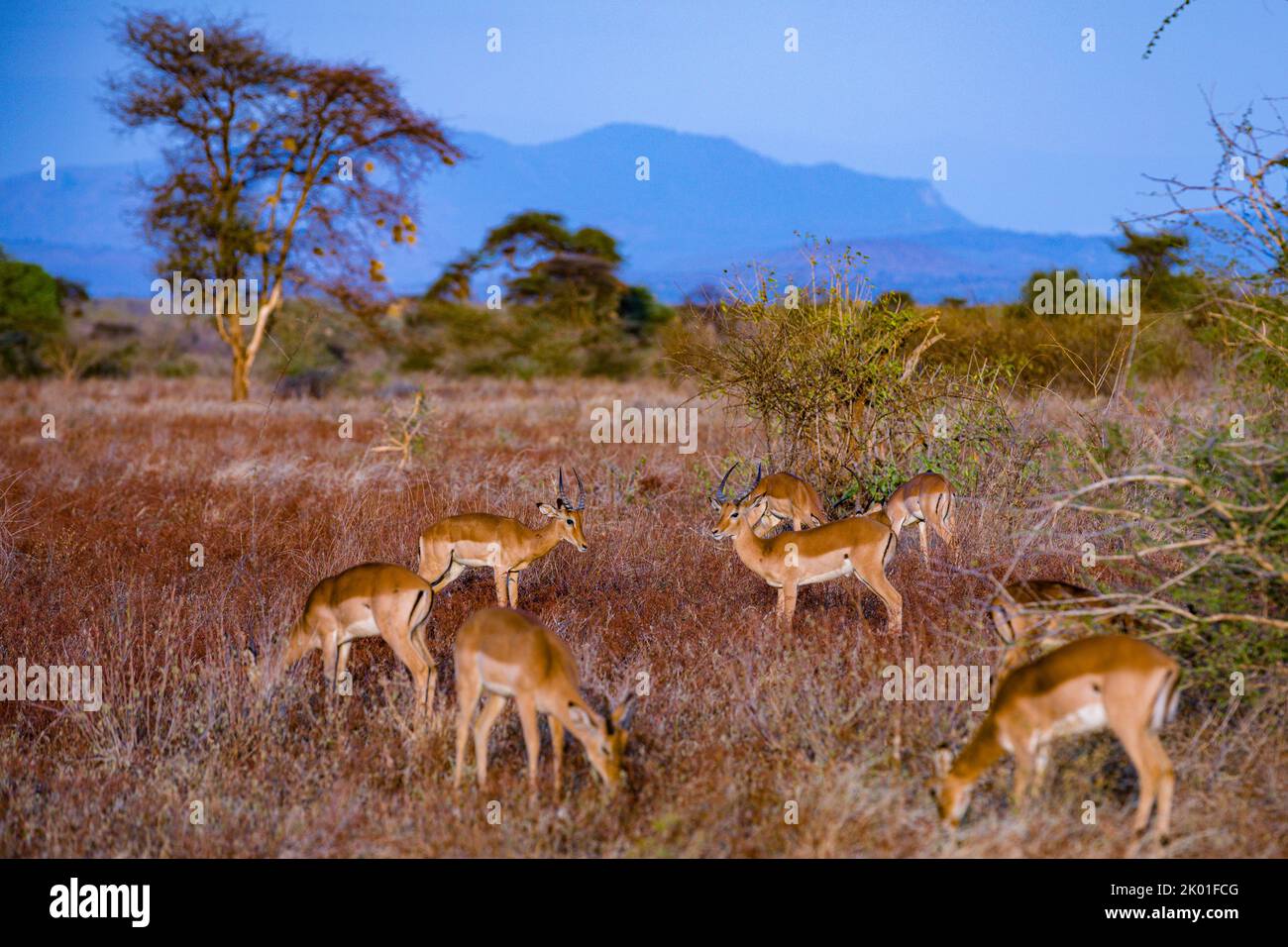 Meru National Park is a Kenyan national park located east of Meru, 350 ...
