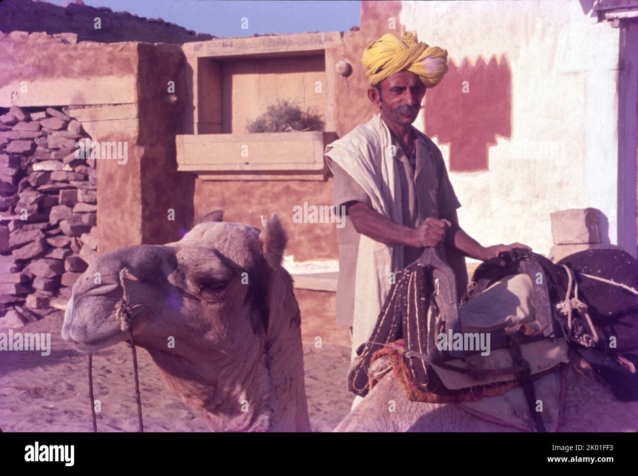 Villager preparing his camel for ride, Jaisalmer Stock Photo - Alamy