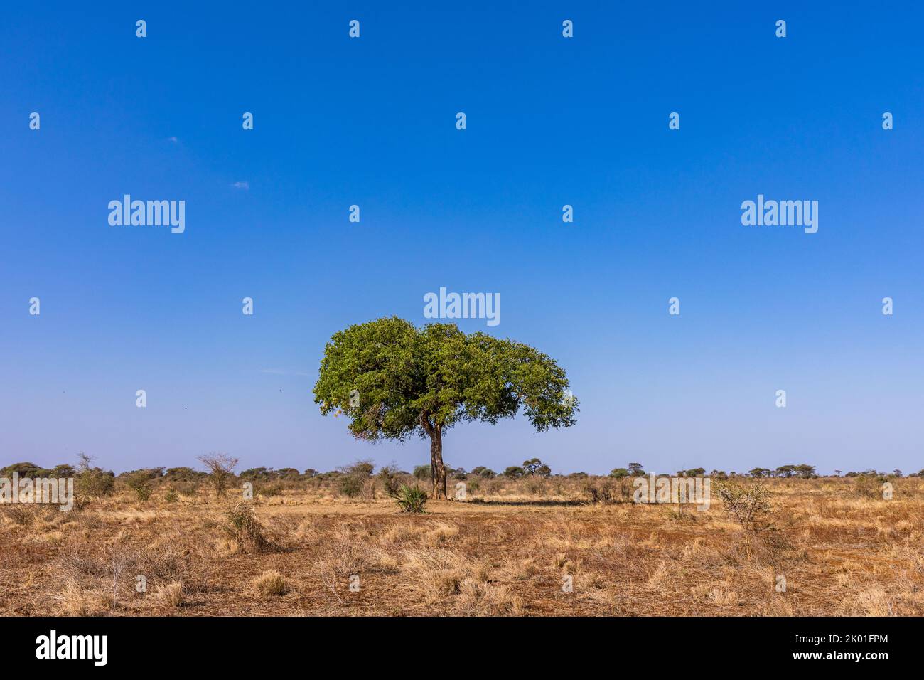 Meru National Park is a Kenyan national park located east of Meru, 350 ...