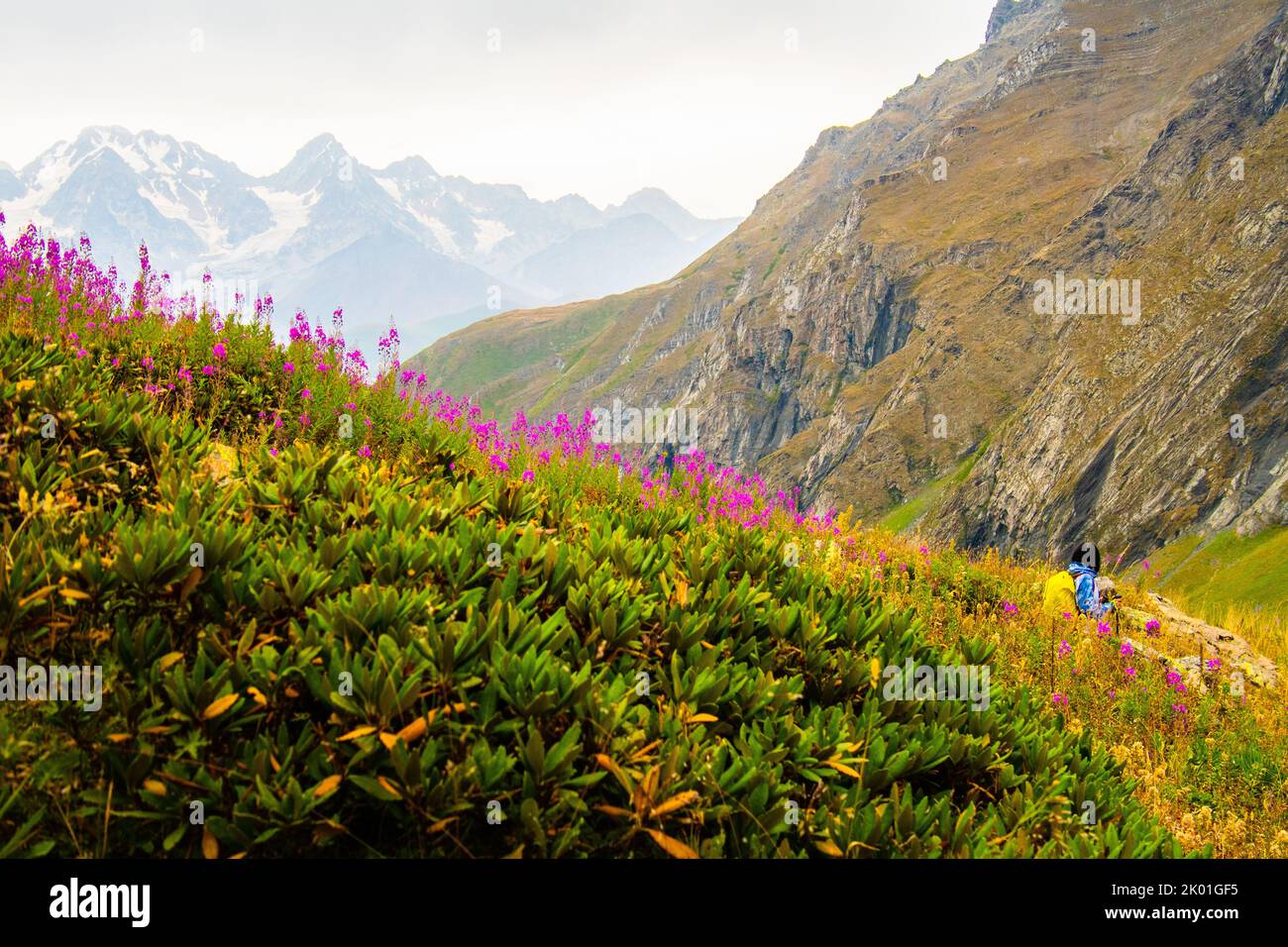 One female hiker on trekking trail hike donwhill in green summer nature ...