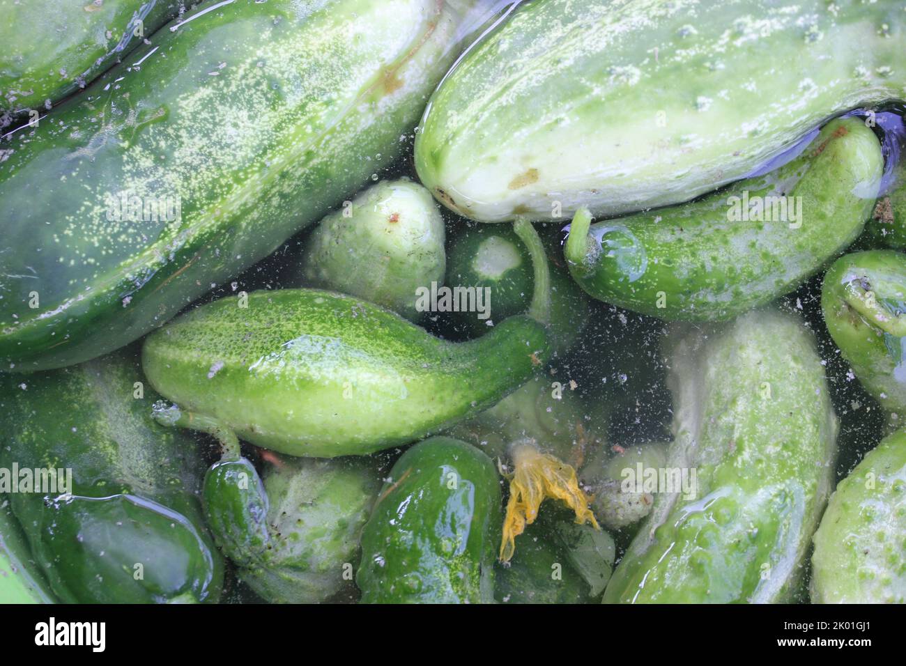 Fresh harvest of cucumbers. fresh cucumbers only from the garden. farm ...