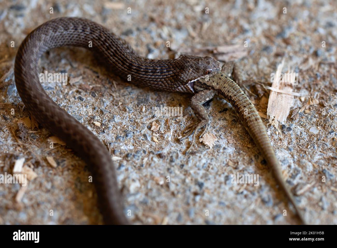 Seoanes viper hi-res stock photography and images - Alamy