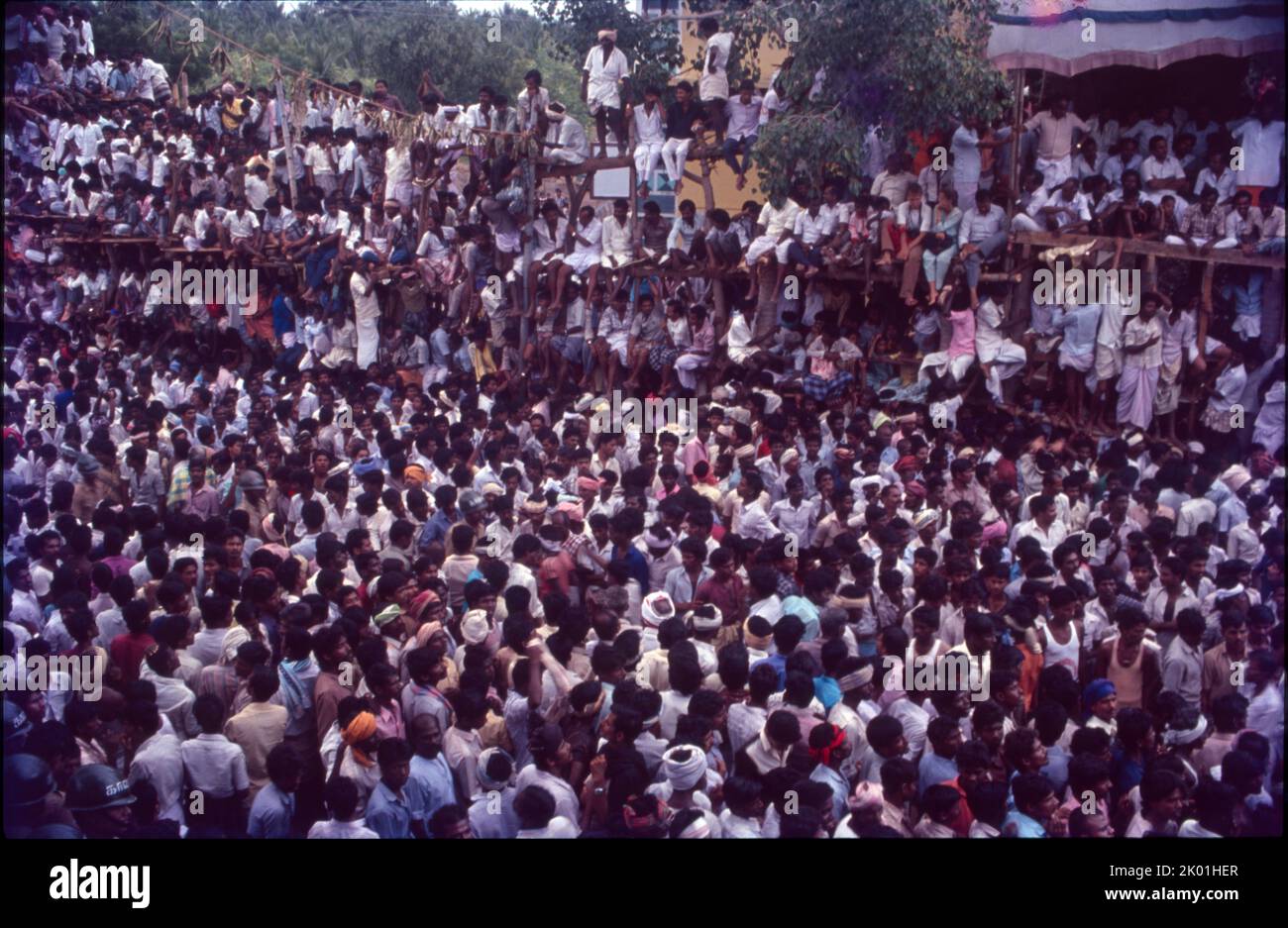 Crowd watching Bullock Cart Race, Mellur, Tamil Nadu Stock Photo - Alamy