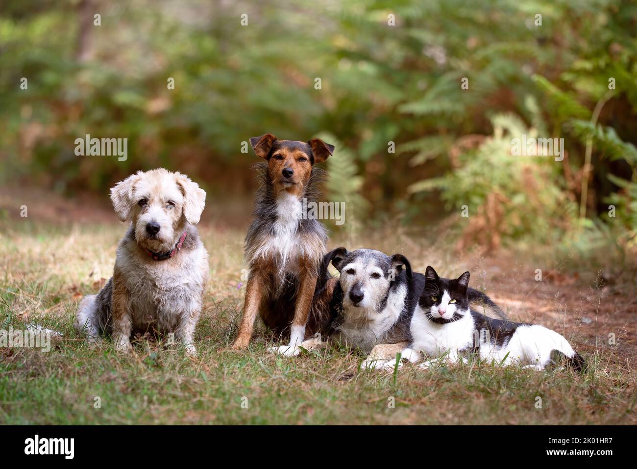 three dogs and a cat posing together in a natural environment ...