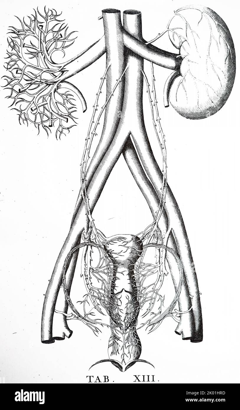 Inferior Vena Cava