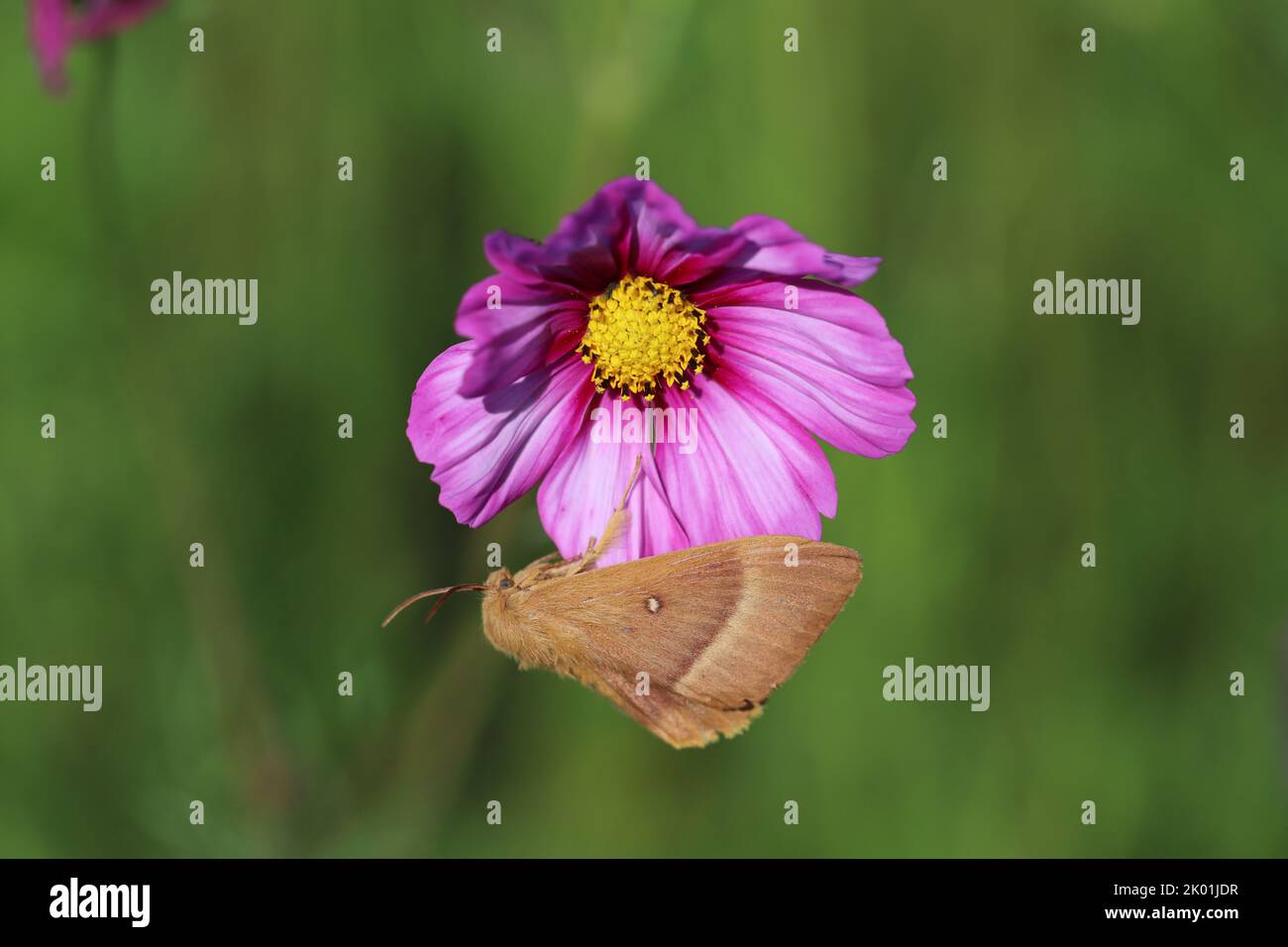 Oak eggar moth hi-res stock photography and images - Alamy